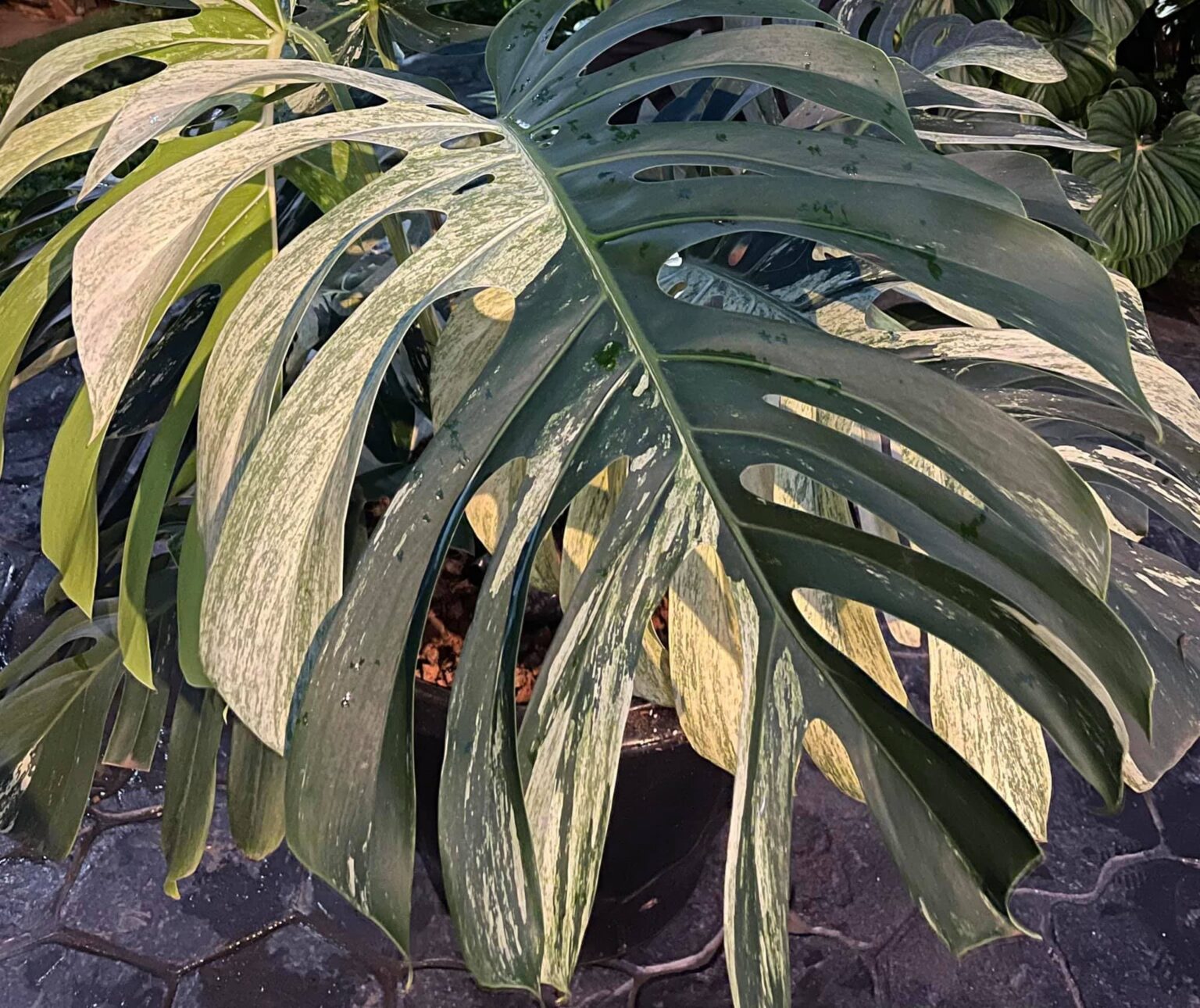 ราคา Monstera Deliciosa mint (Giant) 12 ใบ - เด็กบ้านนอก