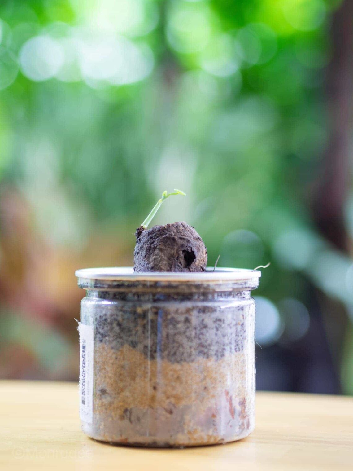 [DIY] กระถางต้นไม้ จากของเหลือใช้ กับบัวบกโขด - เด็กบ้านนอก